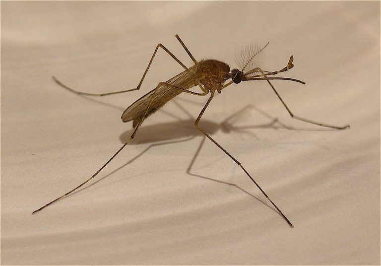 INTEGRATED MOSQUITOES MANAGEMENT SERVICE - Mohali
